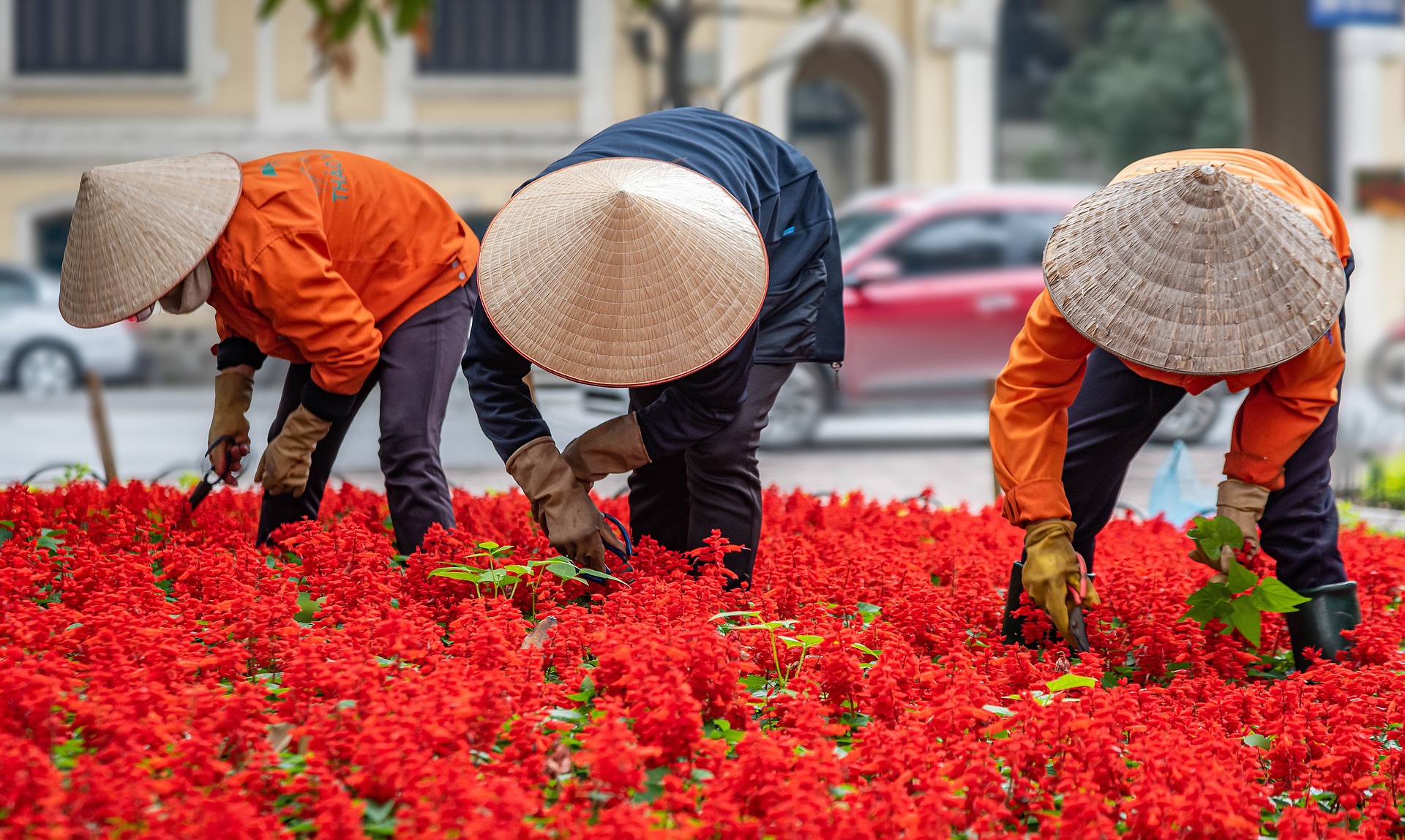 How Do Urban Gardens Contribute To Sustainability? | Eco Life Wise