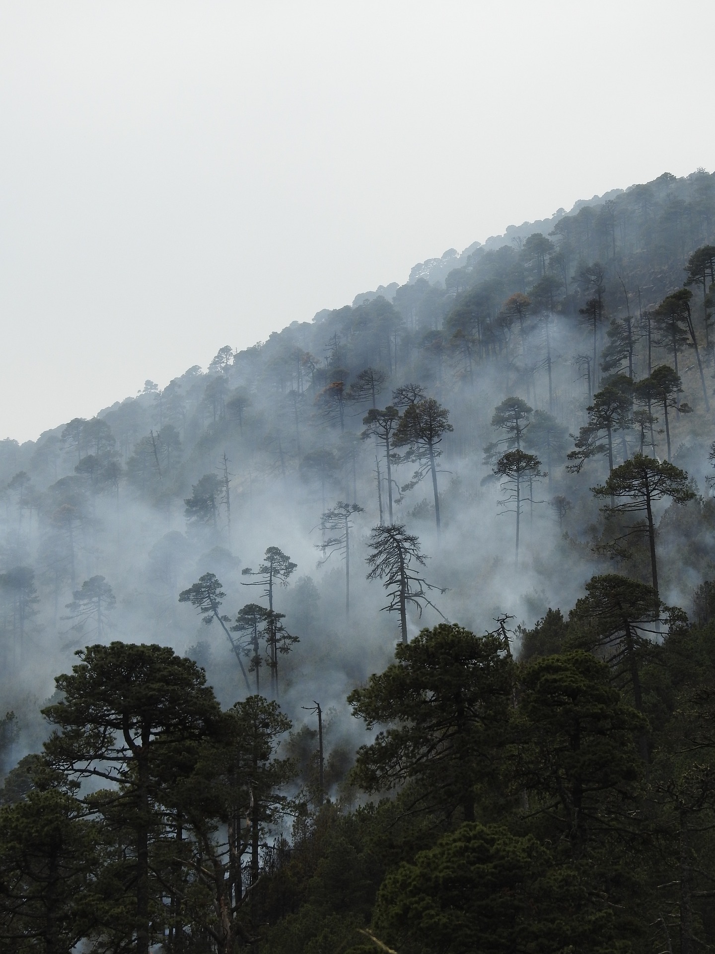What Is The Role Of Trees In Combating Climate Change? 5 Simple Things ...