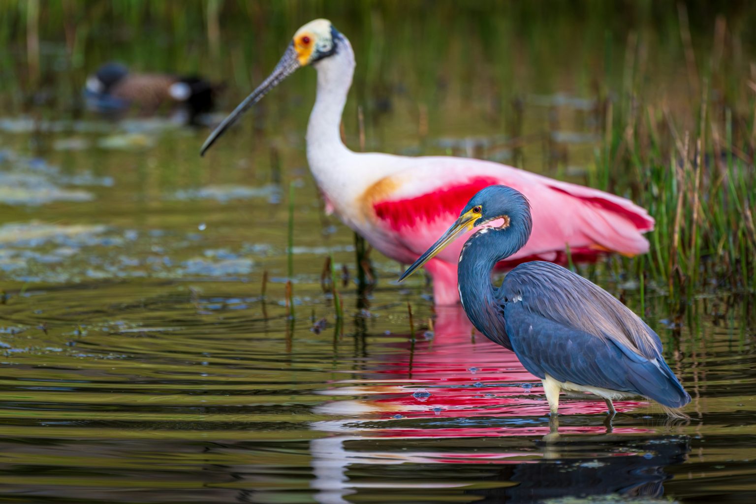 What Are The Benefits Of Conserving Wetlands? | Eco Life Wise